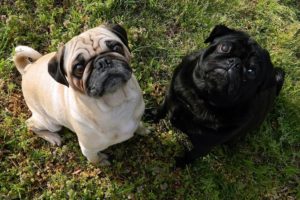 How Long Do Pugs Live? Average Lifespan, Data & Care | Hepper Pet Resources