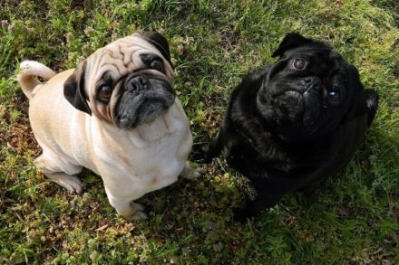 How Long Do Pugs Live? Average Lifespan, Data & Care | Hepper Pet Resources