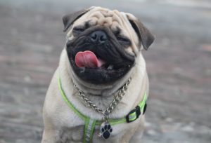How to Care for a Pugs Teeth: 8 Vet Approved Tips | Hepper Pet Resources