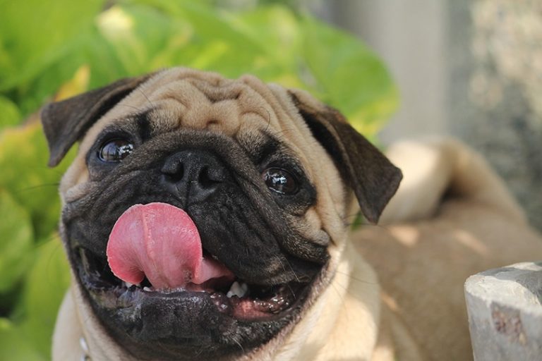 25 Brachycephalic (Flat Faced) Dog Breeds: Info & Pictures | Hepper Pet ...