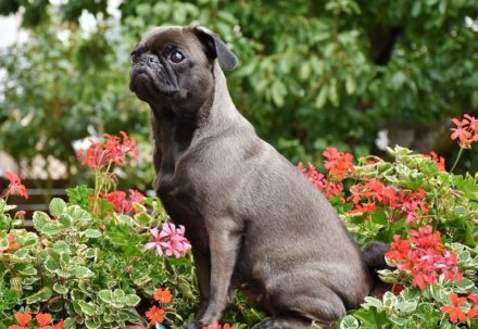 What Were Pugs Bred For? Origins & History Explained | Hepper Pet Resources