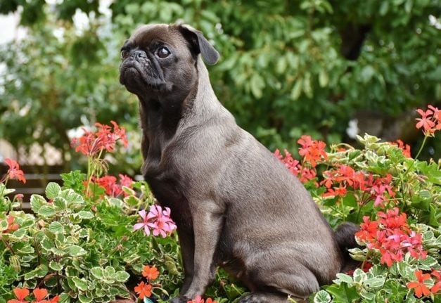 What Were Pugs Bred For? Origins & History Explained | Hepper Pet Resources