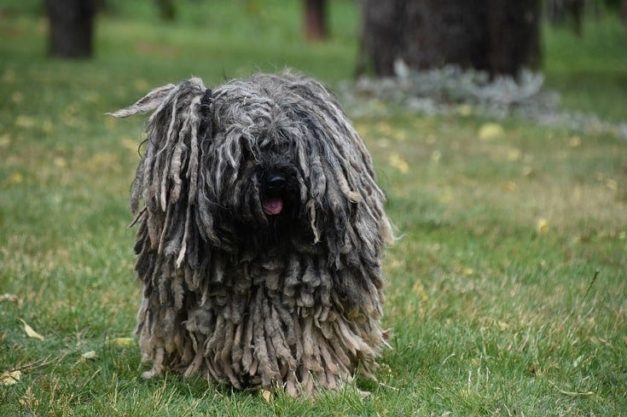 15 Dog Breeds With Dreadlocks: Info, History, Pictures & Facts | Hepper ...