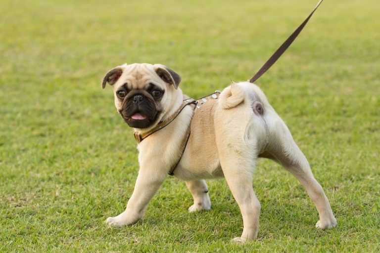 What Were Pugs Bred For? Origins & History Explained | Hepper Pet Resources