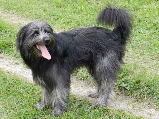 25 Gray Dog Breeds (With Pictures) | Hepper Pet Resources