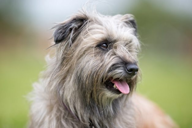 59 Dog Breeds that Start with P – Complete List (With Info & Pictures ...