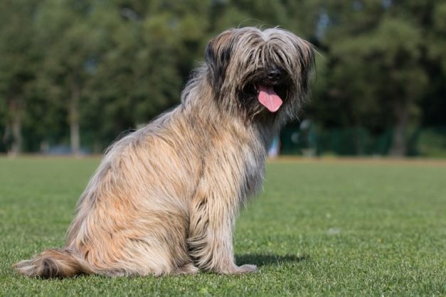 15 Dog Breeds With Dreadlocks: Info, History, Pictures & Facts | Hepper ...