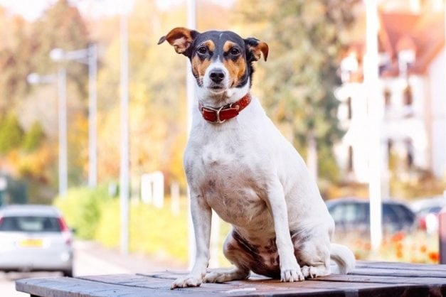 26 Spanish Dog Breeds: Info, Pictures & History of Pups From Spain ...