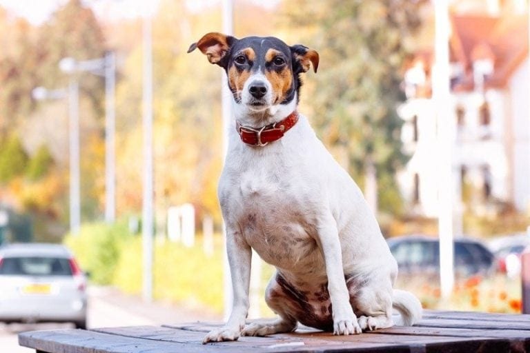 26 Spanish Dog Breeds: Info, Pictures & History of Pups From Spain ...