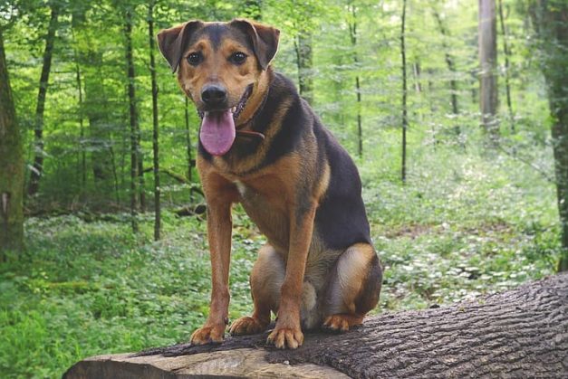 Reagle (Rottweiler & Beagle Mix): Info, Pictures, Characteristics ...