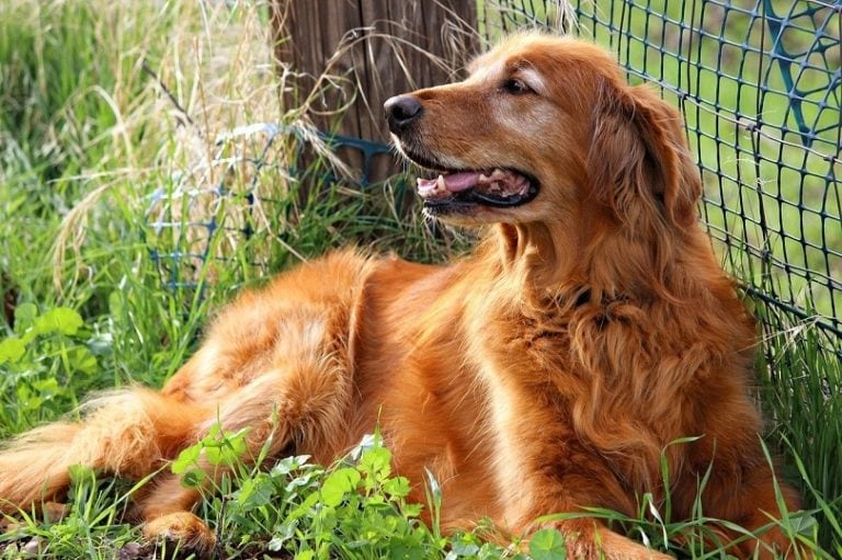Field Golden Retriever vs. Show Golden Retriever: The Differences (With ...
