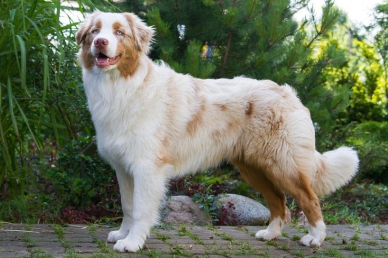 12 Australian Shepherd Colors, Markings & Patterns (With Pictures ...