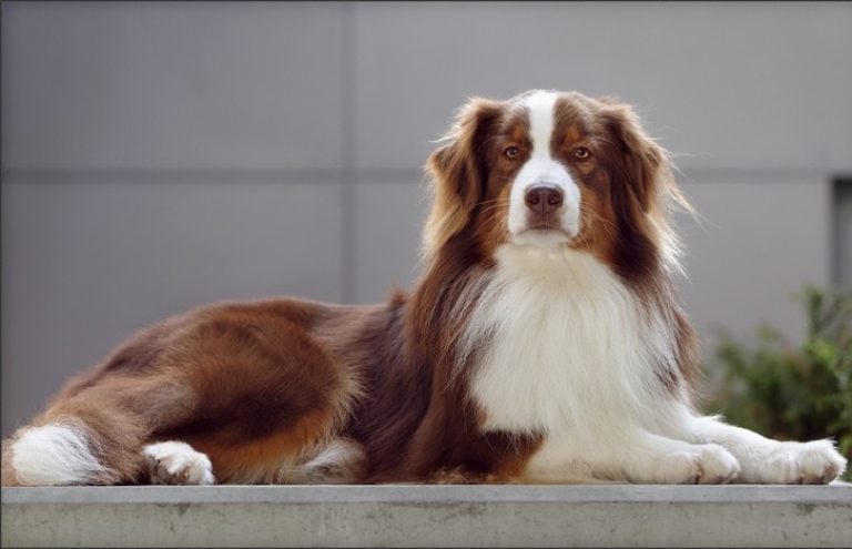 How Smart Are Australian Shepherds? Intelligence, Training, & FAQ ...