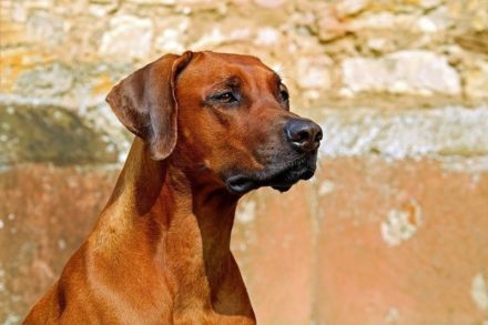 Are Rhodesian Ridgebacks Aggressive? Prevention & Safety Tips | Hepper ...