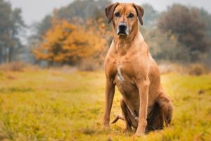 How Long Do Rhodesian Ridgebacks Live? Average Lifespan, Data & Care ...