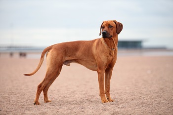 How to Groom a Rhodesian Ridgeback - 7 Expert Tips | Hepper Pet Resources