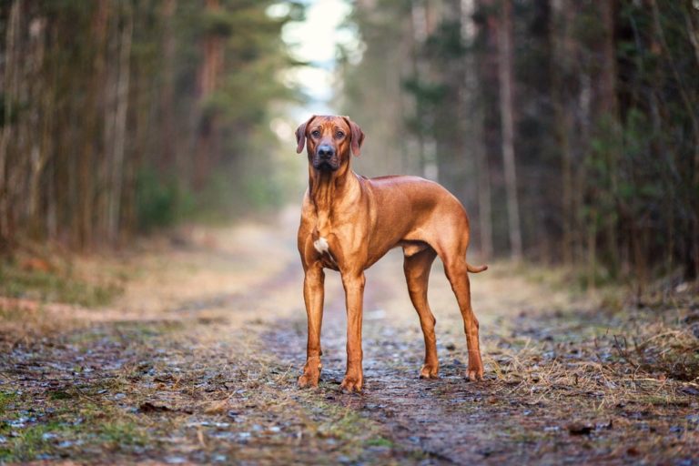 What Were Rhodesian Ridgebacks Bred For? History Explained | Hepper Pet ...
