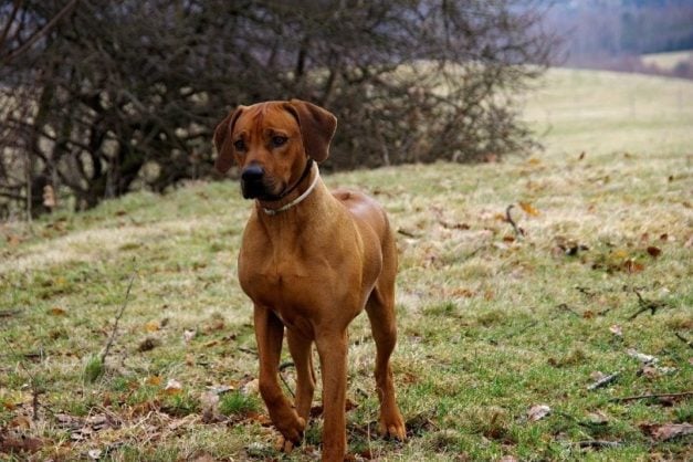 7 Rhodesian Ridgeback Pros & Cons: What to Know Before You Get One ...