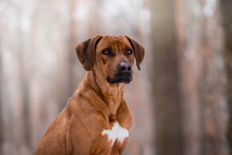 5 Unique Rhodesian Ridgeback Mixes (With Pictures) | Hepper Pet Resources