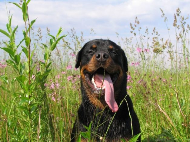 50 Dog Breeds That Start With R – Complete List (With Info & Pictures ...