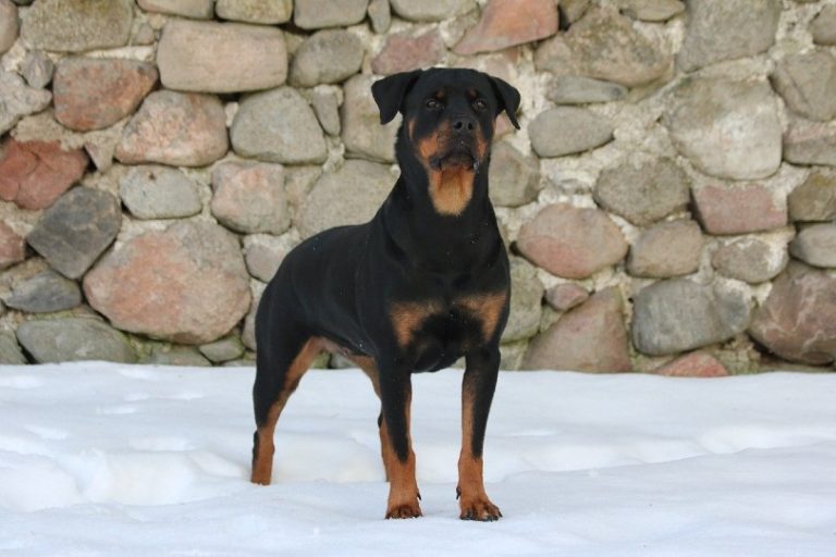 What Were Rottweilers Bred For? Breed History Explained | Hepper Pet ...