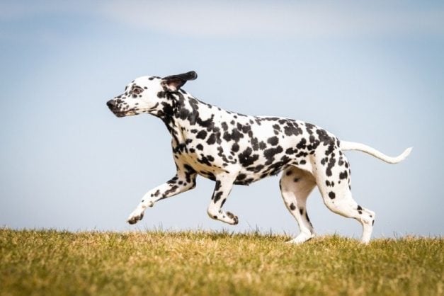What Were Dalmatians Bred For? History & Origins Explained | Hepper Pet ...