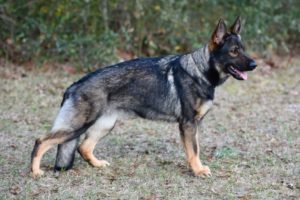How to Read German Shepherd Body Language (9 Signs Explained) | Hepper ...