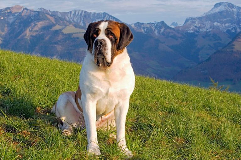 Male vs Female St. Bernard: Differences Explained (With Pictures ...