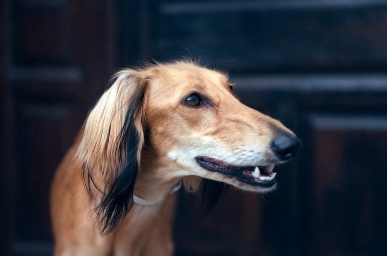 13 Dog Breeds with Fawn Coloring in Their Coats (With Info & Pictures ...
