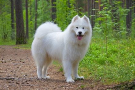 5 Samoyed Colors (With Pictures) | Hepper Pet Resources