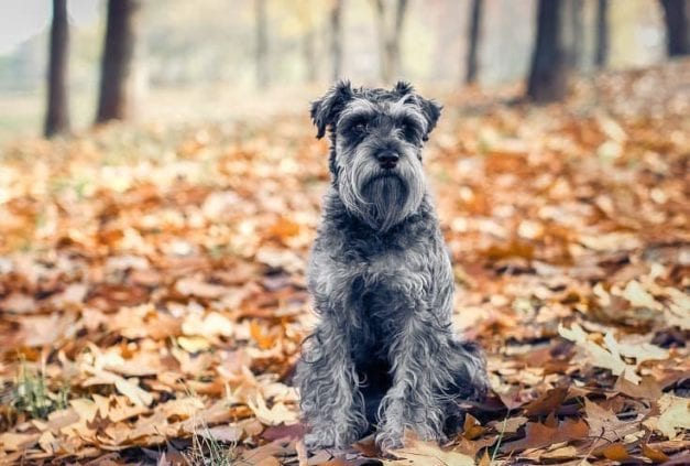 14 Schnauzer Mixed Breeds (With Info & Pictures) | Hepper Pet Resources