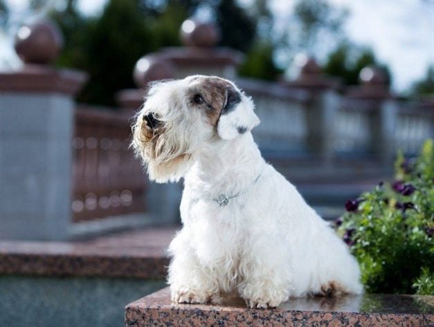 12 Types of Terrier Dog Breeds & Their Differences (With Info ...