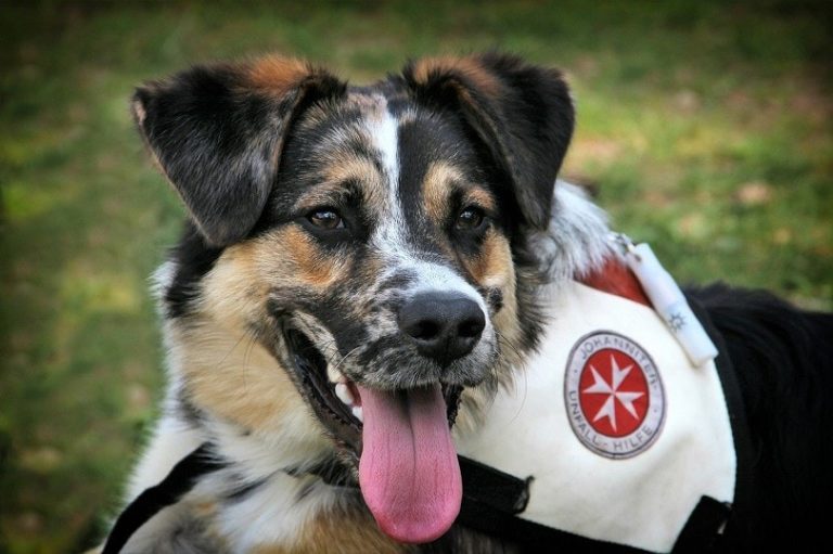What Are Search and Rescue Dogs? 6 Types & How They Work | Hepper Pet ...
