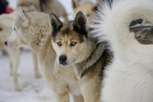 7 Vet-Verified Types of Dog Eye Colors & Their Rarity (With Pictures ...