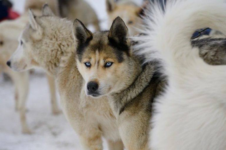 7 Vet-Verified Types of Dog Eye Colors & Their Rarity (With Pictures ...