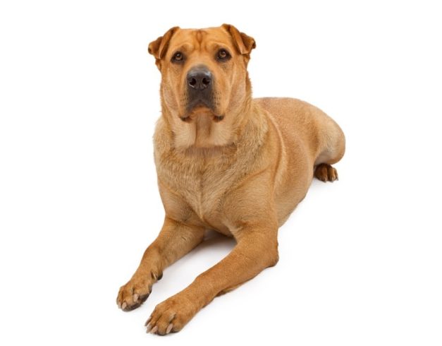 Ori-Pei (Pug & Shar-Pei Mix): Info, Pictures, Facts & More | Hepper Pet ...