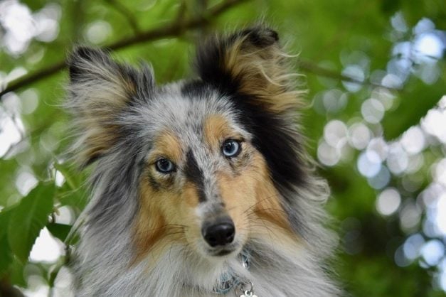 425 Cool Names for Shetland Sheepdogs: Ideas for Family Dogs | Hepper ...