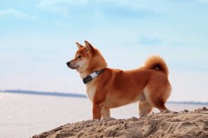 15 Pros & Cons of Owning a Shiba Inu: What To Consider Before Bringing ...