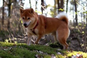 How Much Do Shiba Inus Shed? Grooming Requirements & Tips | Hepper Pet ...