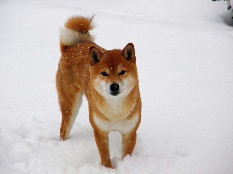 How Much Does a Shiba Inu Cost? 2025 Price Guide | Hepper Pet Resources