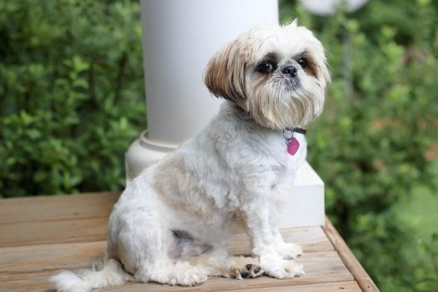 Are Shih Tzus Aggressive? Breed Temperament Facts | Hepper Pet Resources