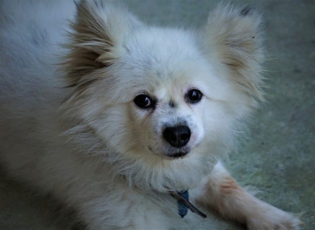 Maltipom (Maltese & Pomeranian Mix): Info, Pictures, and Facts | Hepper ...