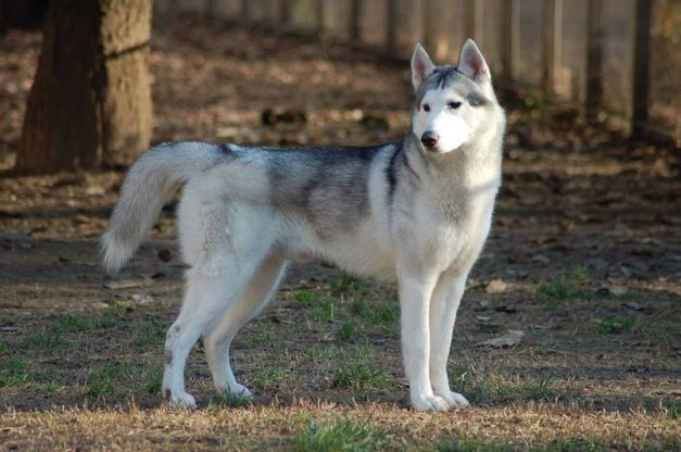 How Much Does a Siberian Husky Cost? 2026 Price Guide | Hepper Pet ...