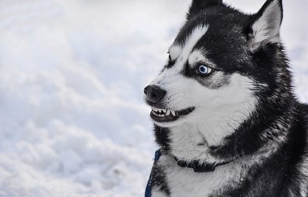 8 Types of Dog Growls & What They Mean (With Audio) | Hepper Pet Resources