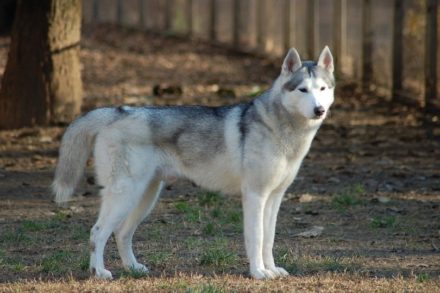 10 Husky Dog Breeds: Info, Pictures, Facts & Appearance | Hepper Pet ...