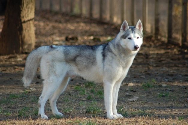 10 Husky Dog Breeds: Info, Pictures, Facts & Appearance | Hepper Pet ...