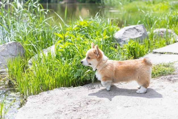 7 Welsh Dog Breeds (With Info & Pictures) (with Pictures) | Hepper Pet ...