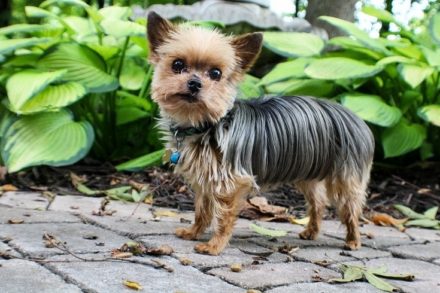 Silky Terrier Dog Breed Info: Pictures, Puppies, Traits & Facts ...
