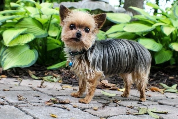 Silky Terrier Dog Breed Info: Pictures, Puppies, Traits & Facts ...