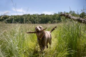 Silver Lab Dog Breed: Info, Pictures, Personality & More | Hepper Pet ...